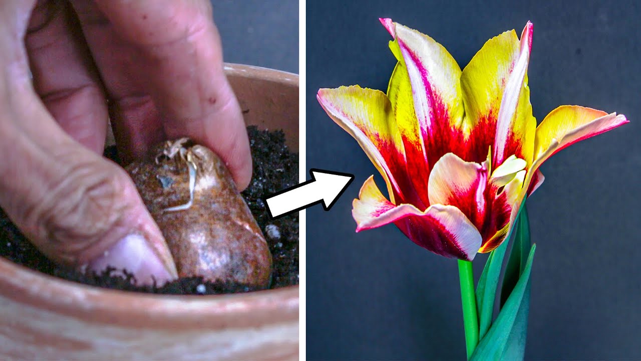 Growing tulip flower from bulb time lapse (135 days)