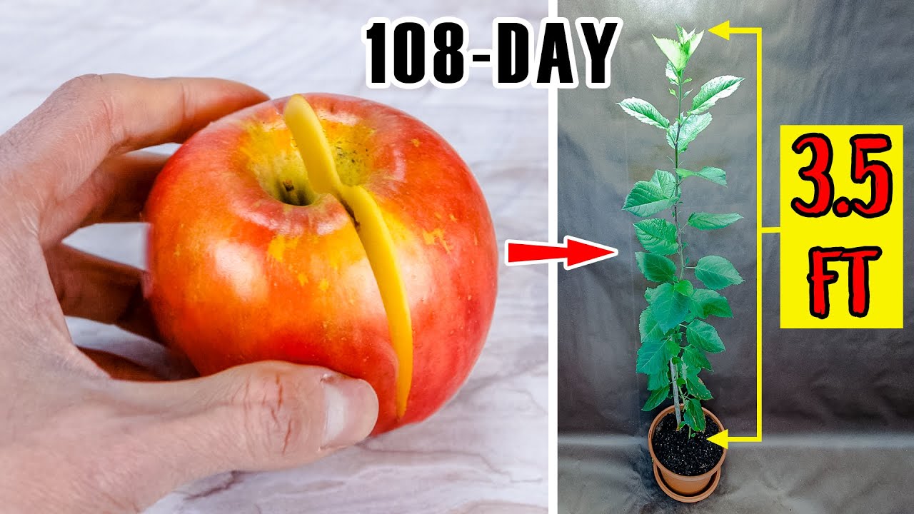 Growing apple tree from seed time lapse (108 days)