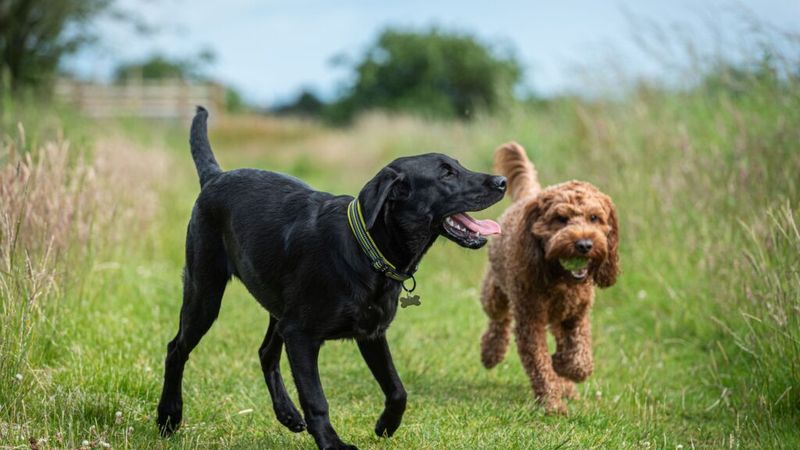 13 Common Training Mistakes That Turn Good Dogs Into Naughty Ones