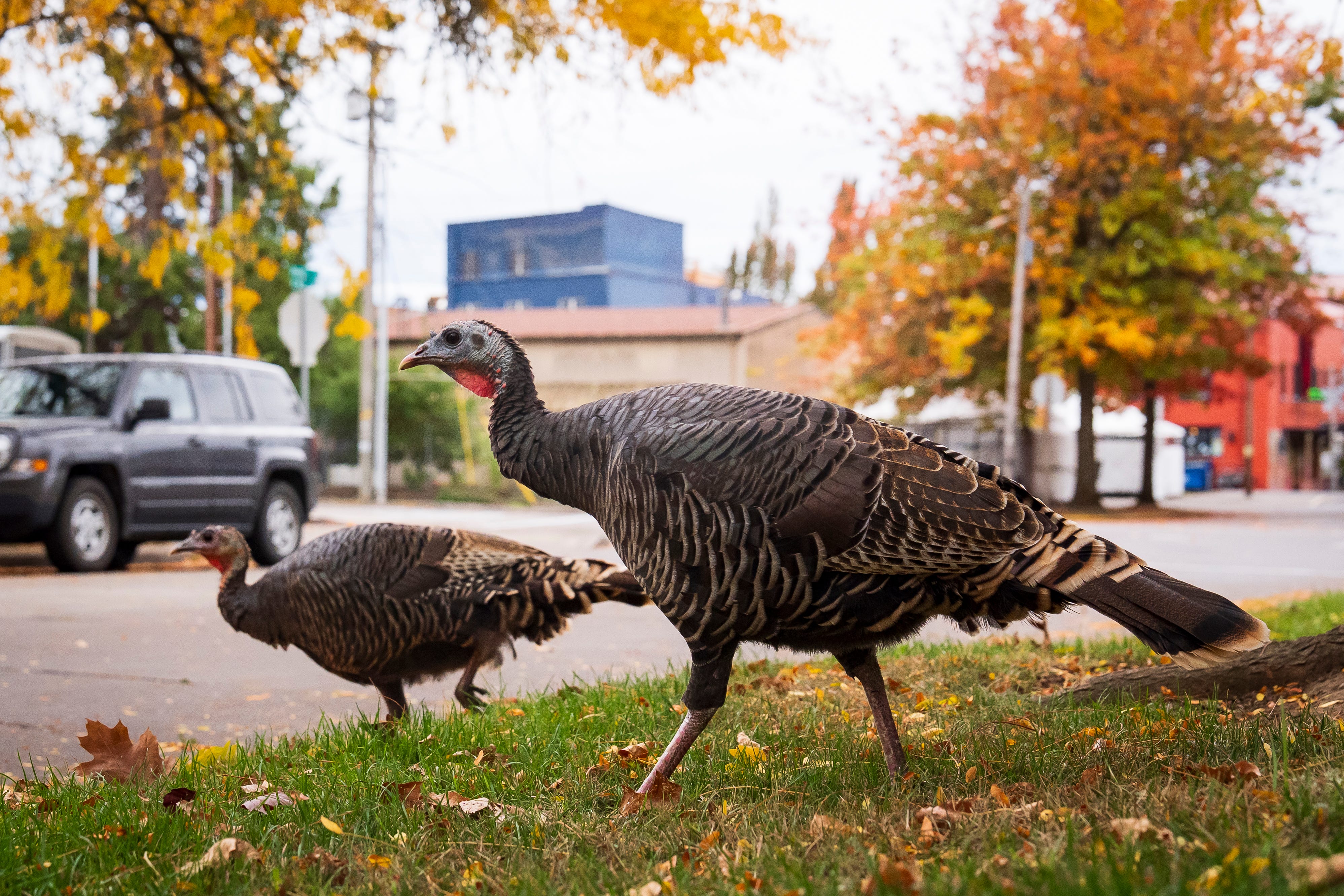 Why are there so many turkeys in Eugene?