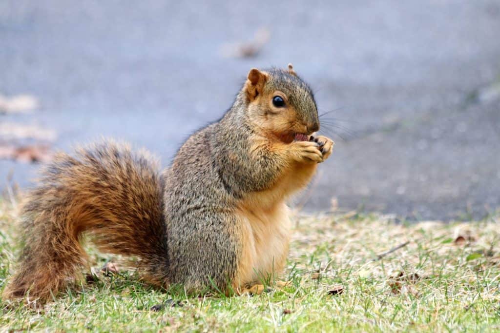 Nature’s architects: How squirrels shape forests and why we should ...