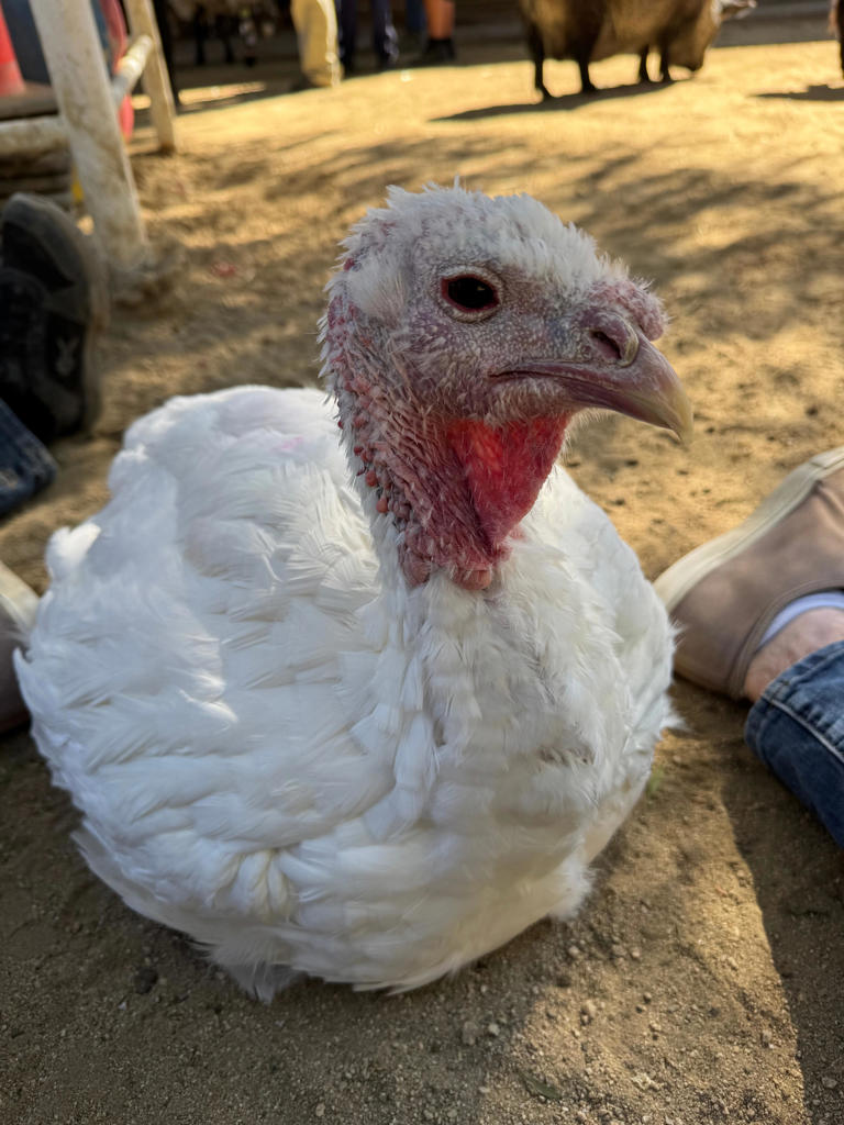 I did 'cuddle therapy' with live turkeys. Will it ruin my Thanksgiving ...