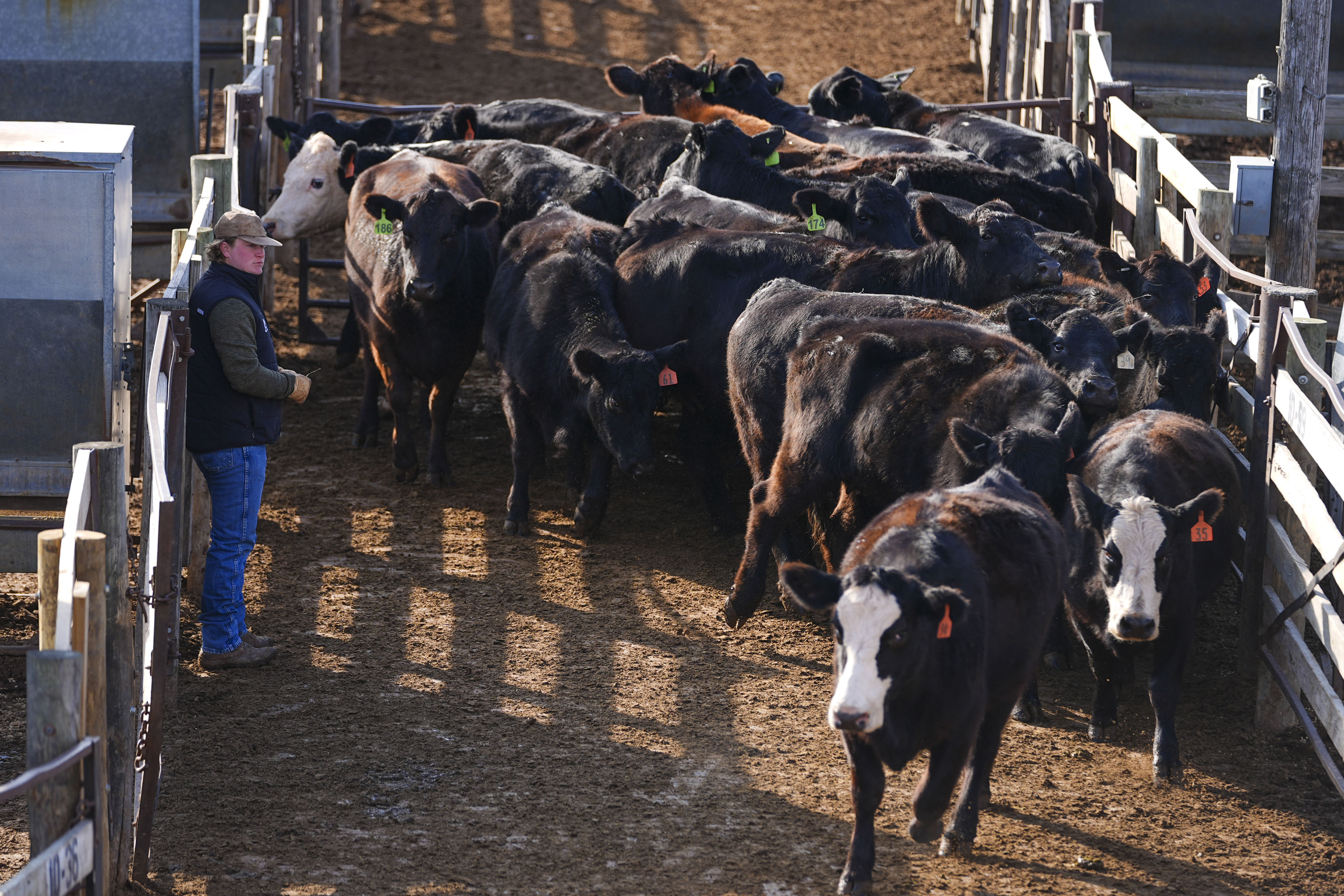 Donald Trump ‘destroying’ US cattle industry, market operator warns