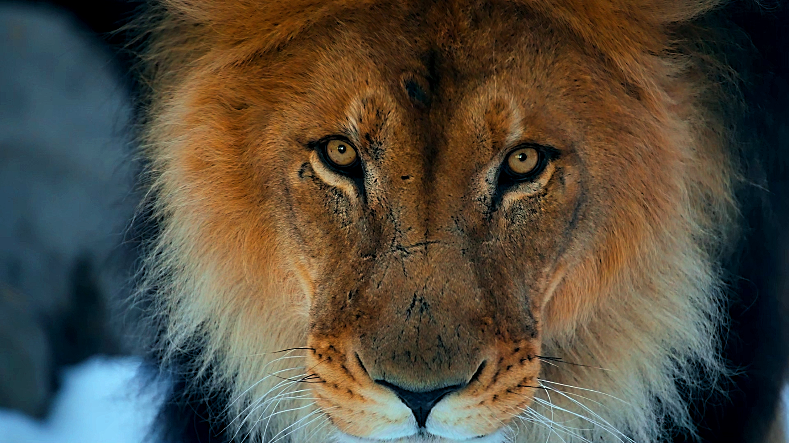 What Secrets Are Hidden Behind This Lion's Gaze?