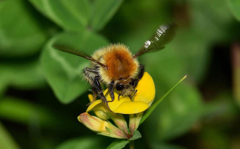 Bumblebee Hospice? Even the Smallest of Creatures Deserve End of Life ...