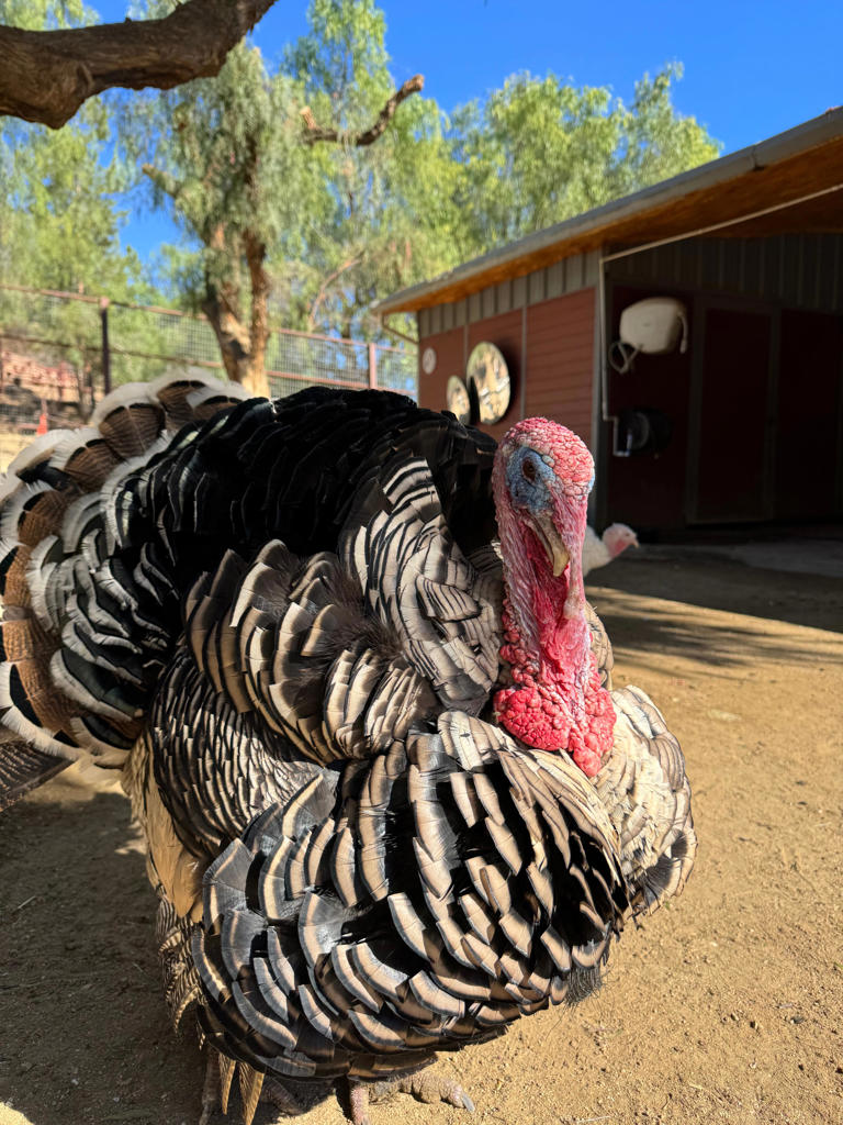 I did 'cuddle therapy' with live turkeys. Will it ruin my Thanksgiving ...