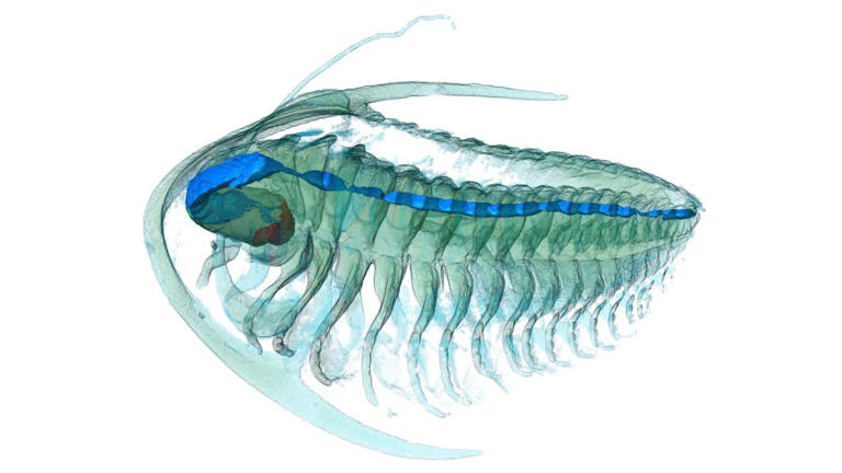 500-Million-Year-Old Trilobite Fossils With Soft Tissues So Intact ...