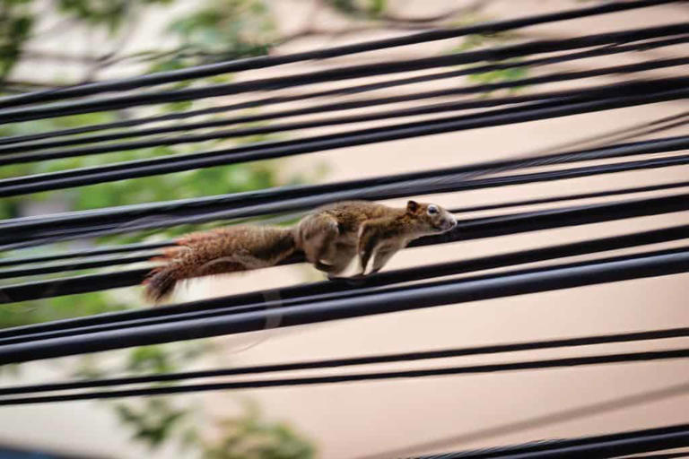 Squirrels, Power Lines, and the Science of Their Acrobatics