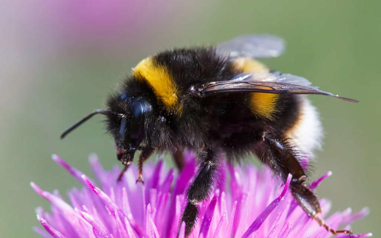 Bumblebee Hospice? Even the Smallest of Creatures Deserve End of Life ...
