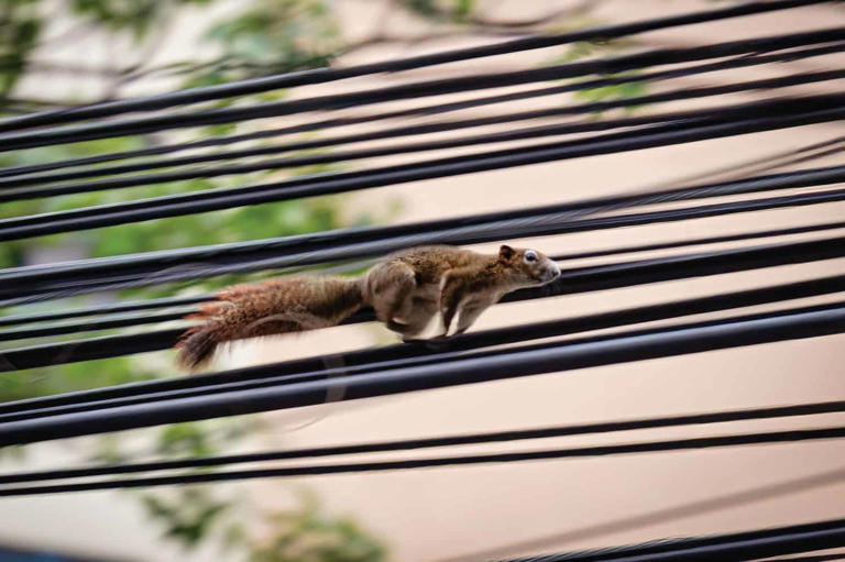 Squirrels, Power Lines, and the Science of Their Acrobatics