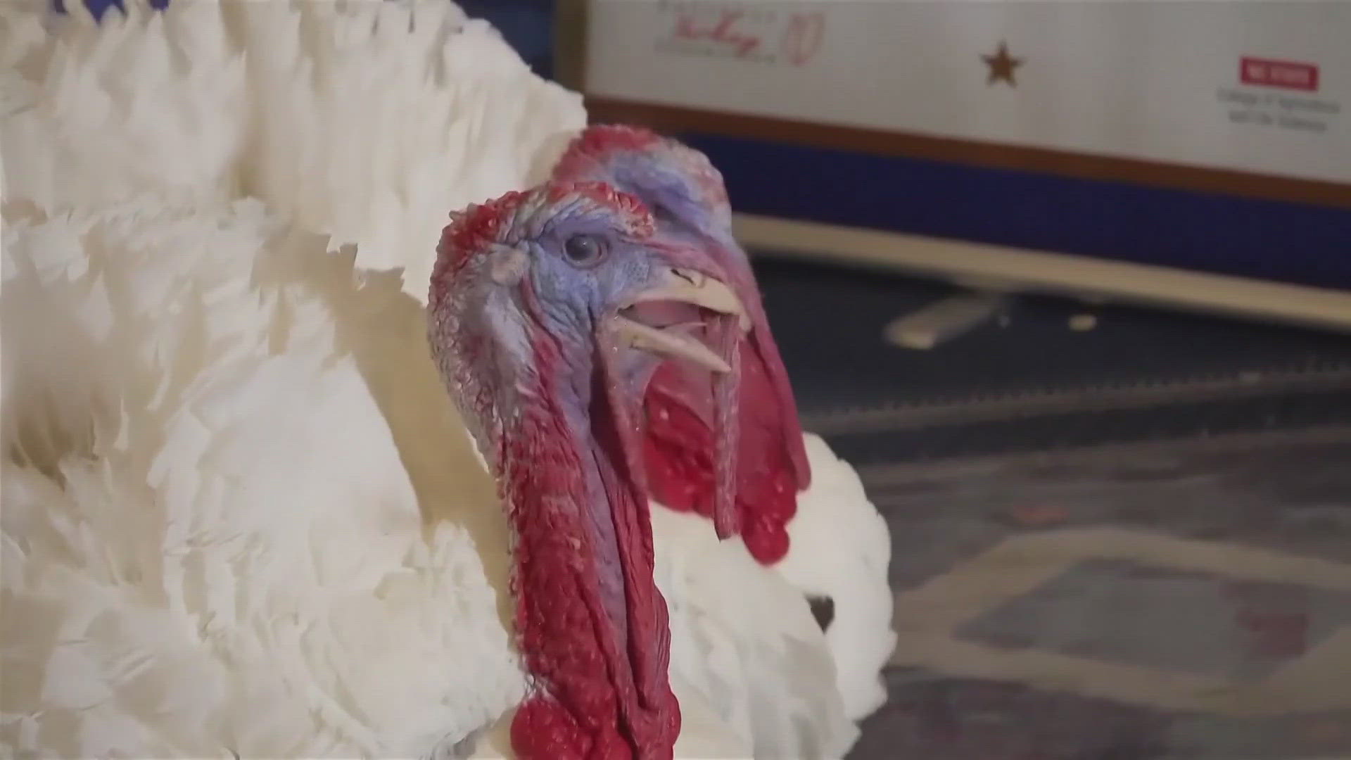 NC turkeys Gobble and Waddle receive presidential pardon in Washington