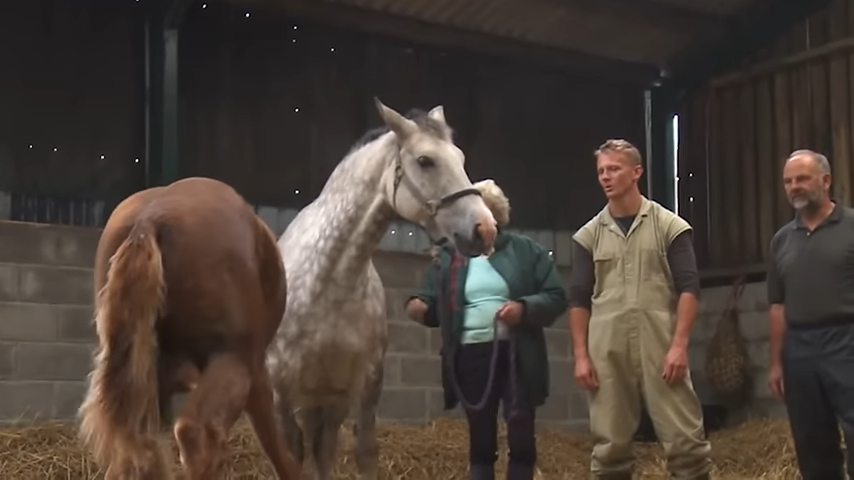 What goes into surgery for a foal’s huge hernia