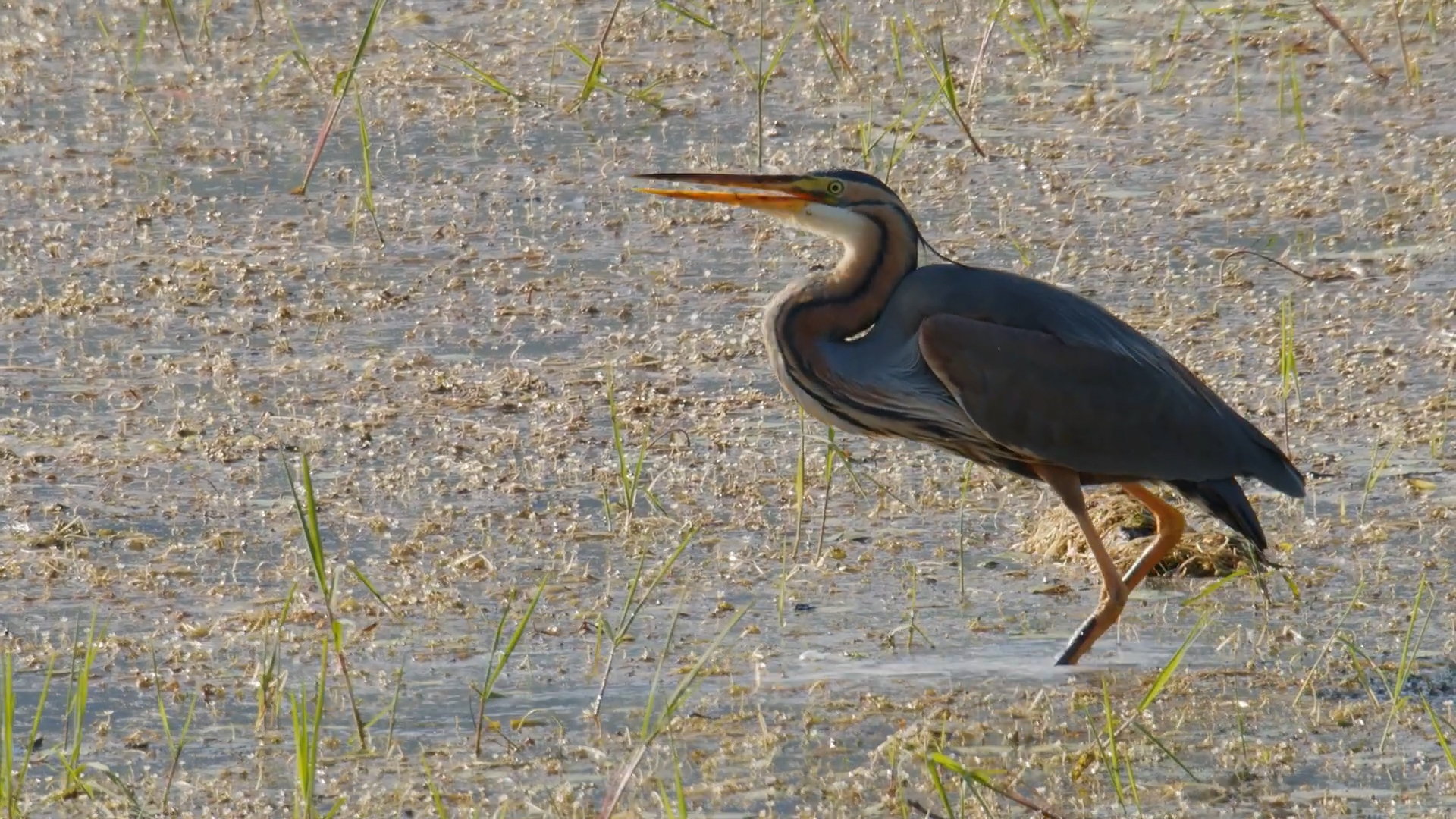 What’s It Like to Film Purple Herons in the Wild?