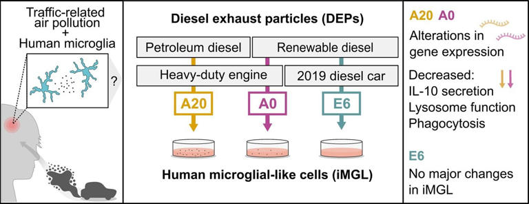 Diesel exhaust particles disrupt the function of brain's immune cells ...