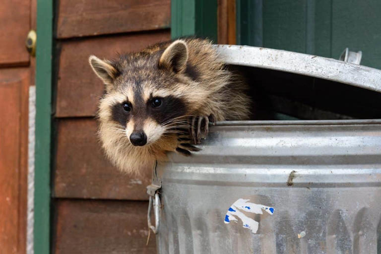 All 50 US state animals: Birds, mammals, and their significance