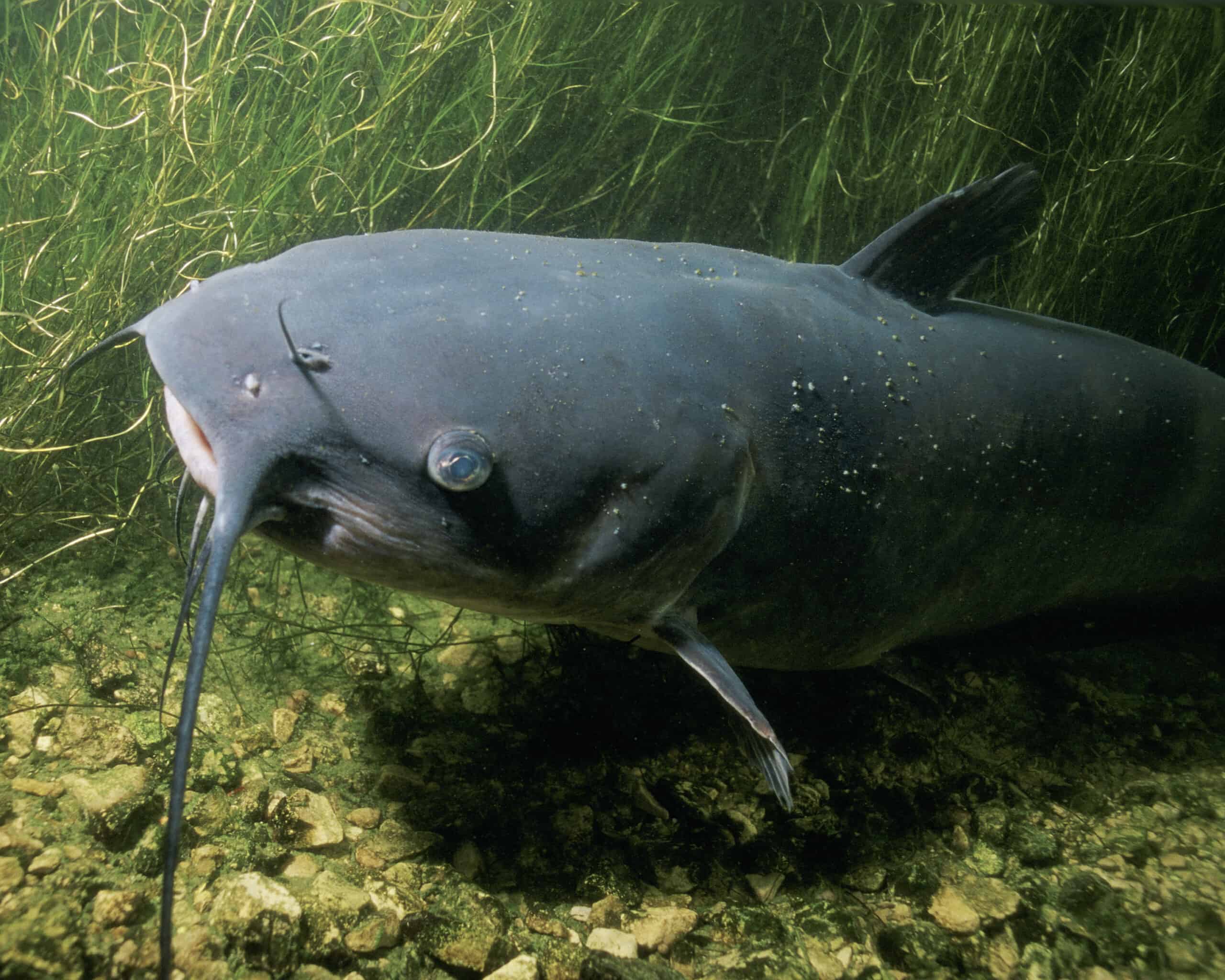 These are the biggest fish in each state