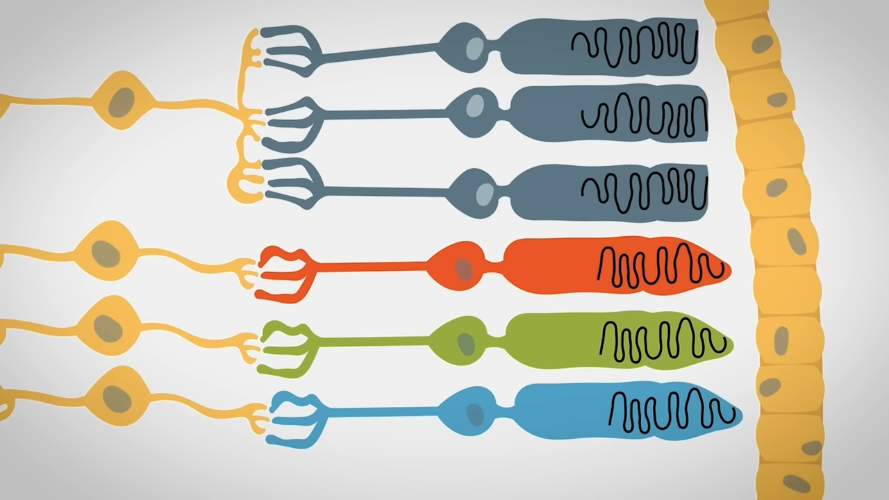 Why Ancient People Didn’t See the Color Blue