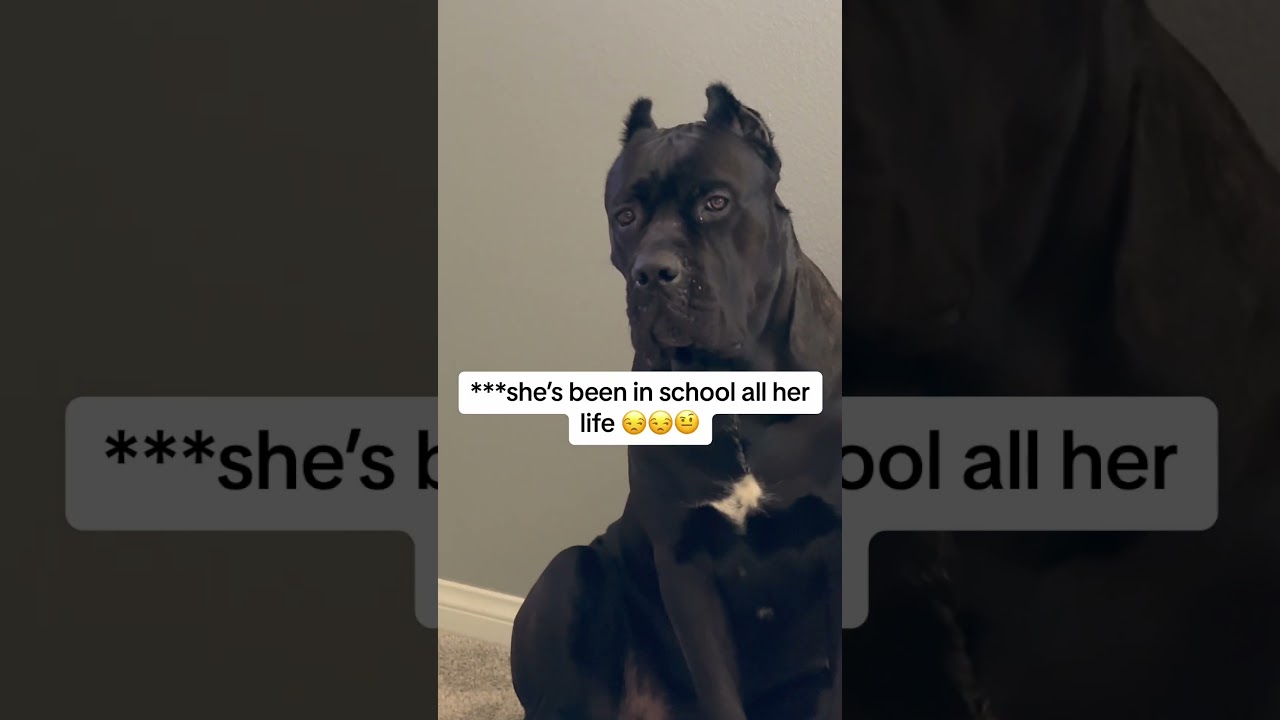 Big dog shows his dramatic side as sister starts school