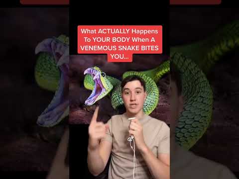 What occurs when a venomous snake injects its bite