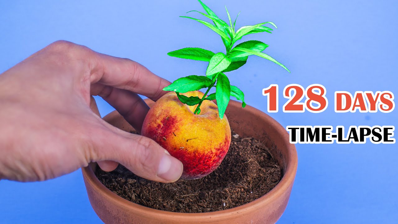 Peach tree growing from seed time lapse (128 days)