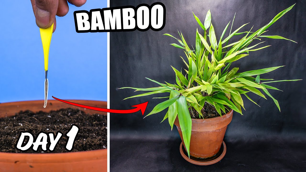 Bamboo growing time lapse - seed to plants (220 days)