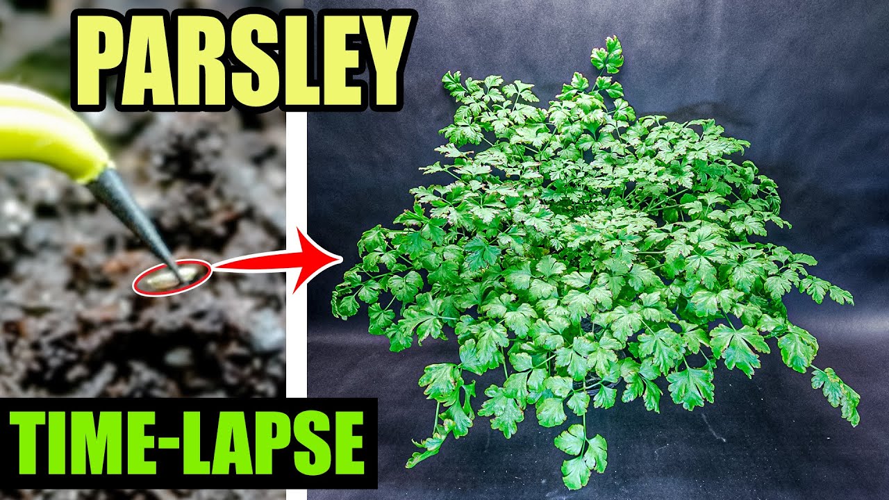 Growing Italian parsley from seed time lapse (99 days)