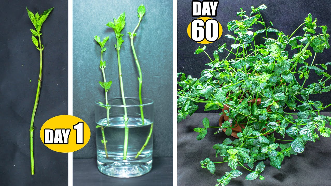 Growing mint from cutting to flower (60 days time lapse)