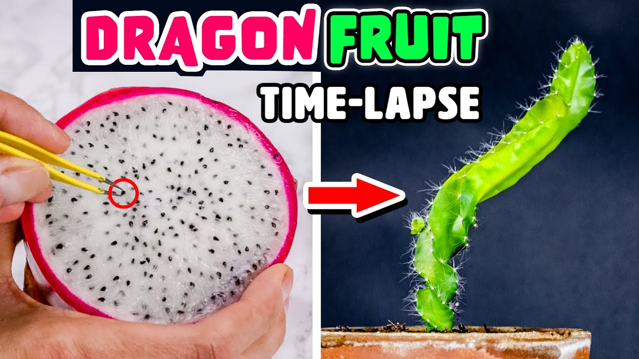 Growing dragon fruit plant from seed to cactus (126 days time lapse)