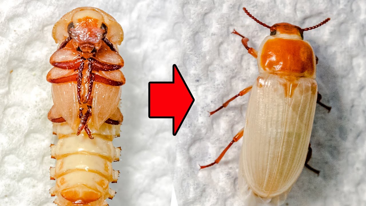 Mealworm pupa to beetle time lapse