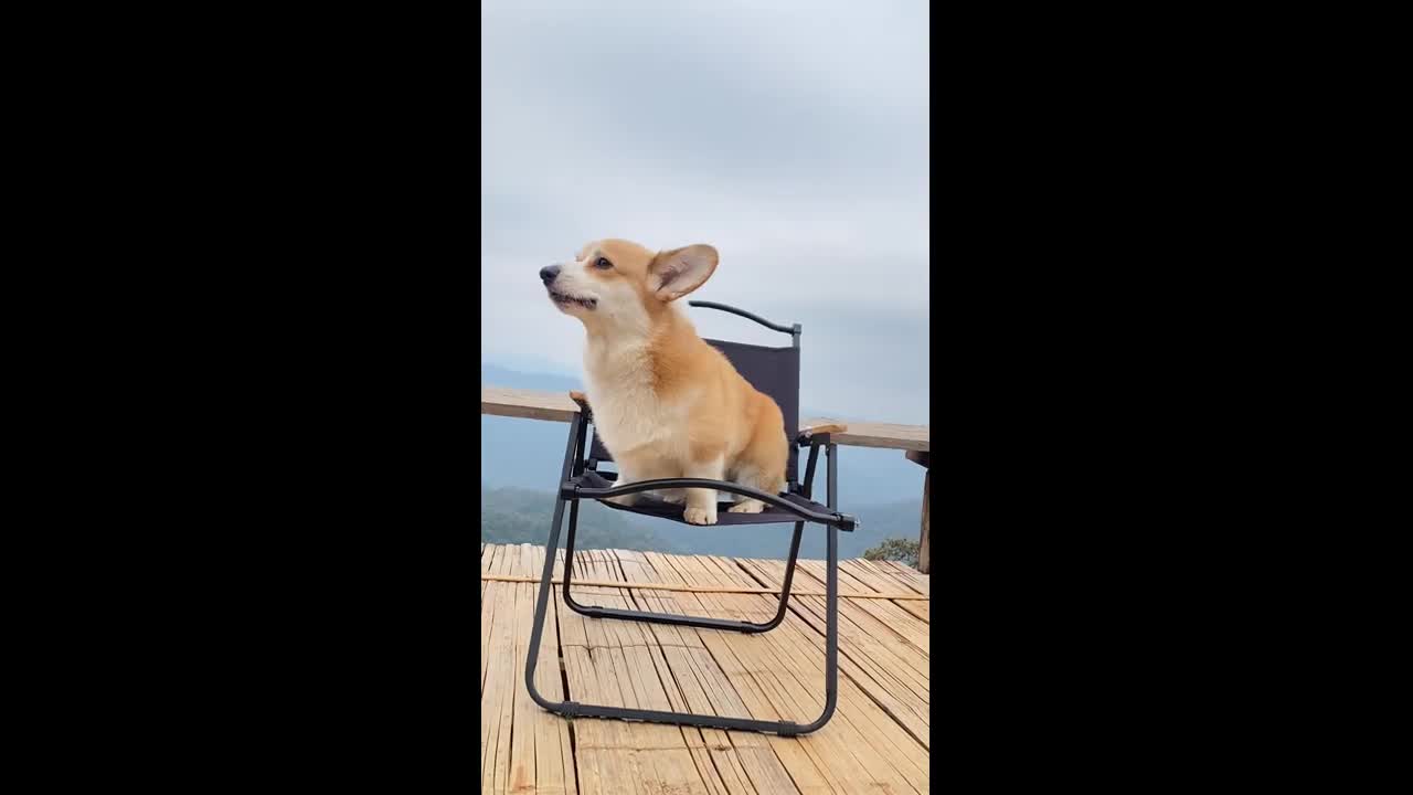 Corgi sitting on shaking chair in Chonburi, Thailand