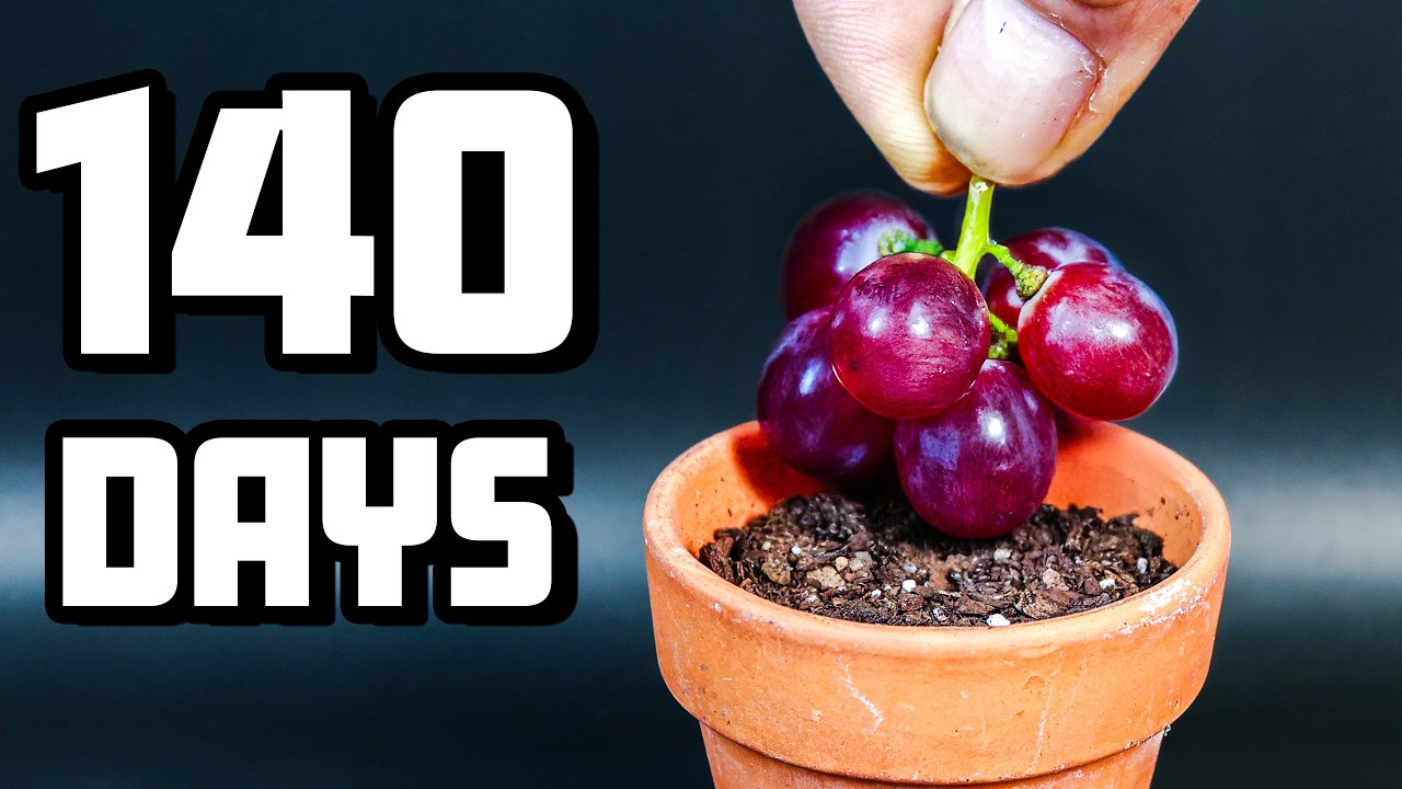 From fruit to vine: How I grew a grape vine (satisfying time-lapse)
