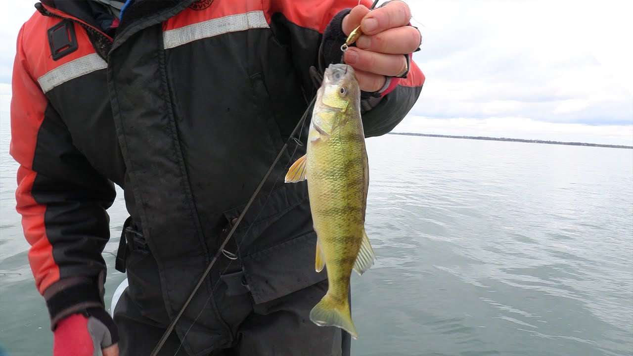 Jigging for perch - no live bait