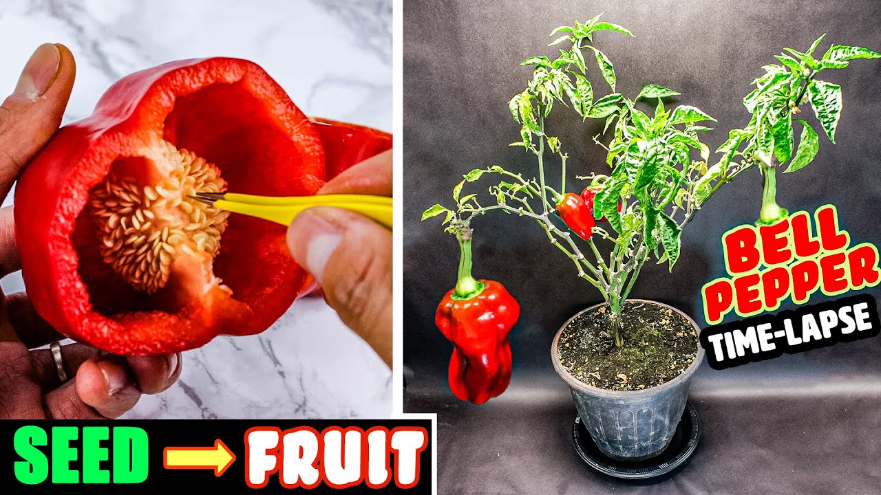 Growing sweet bell pepper plant from seed to fruit (118 days time lapse)