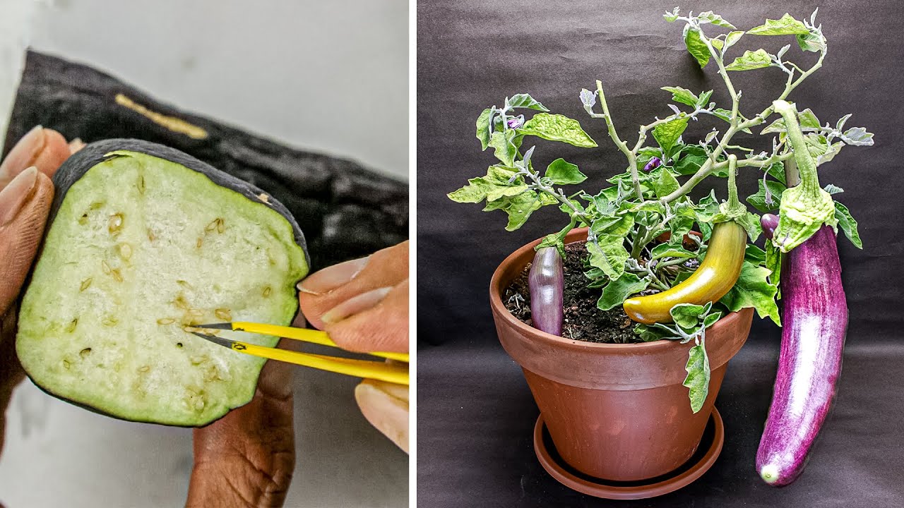 Growing eggplant time lapse - seed to fruit (110 days)