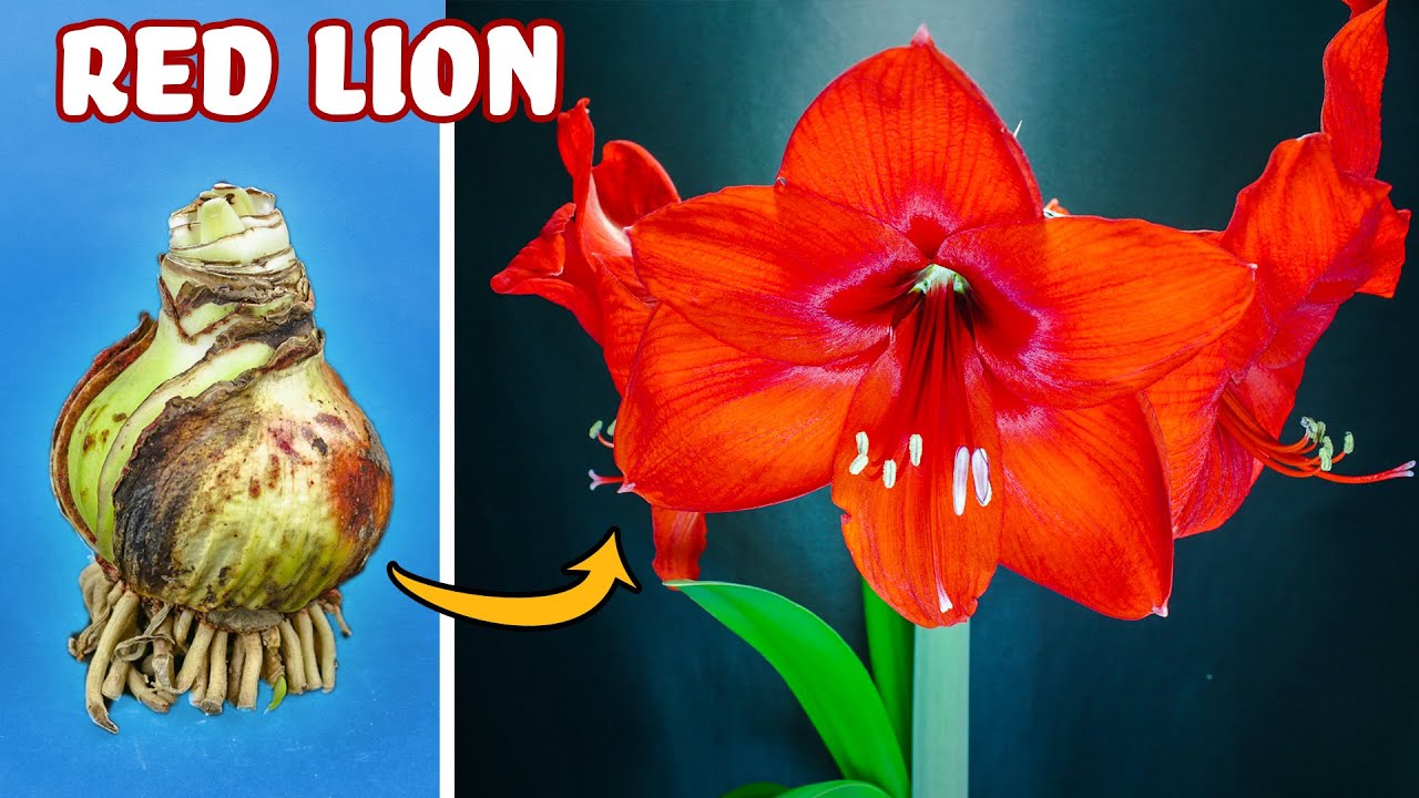 Growing red amaryllis flower time lapse - bulb to blossom (48 days)