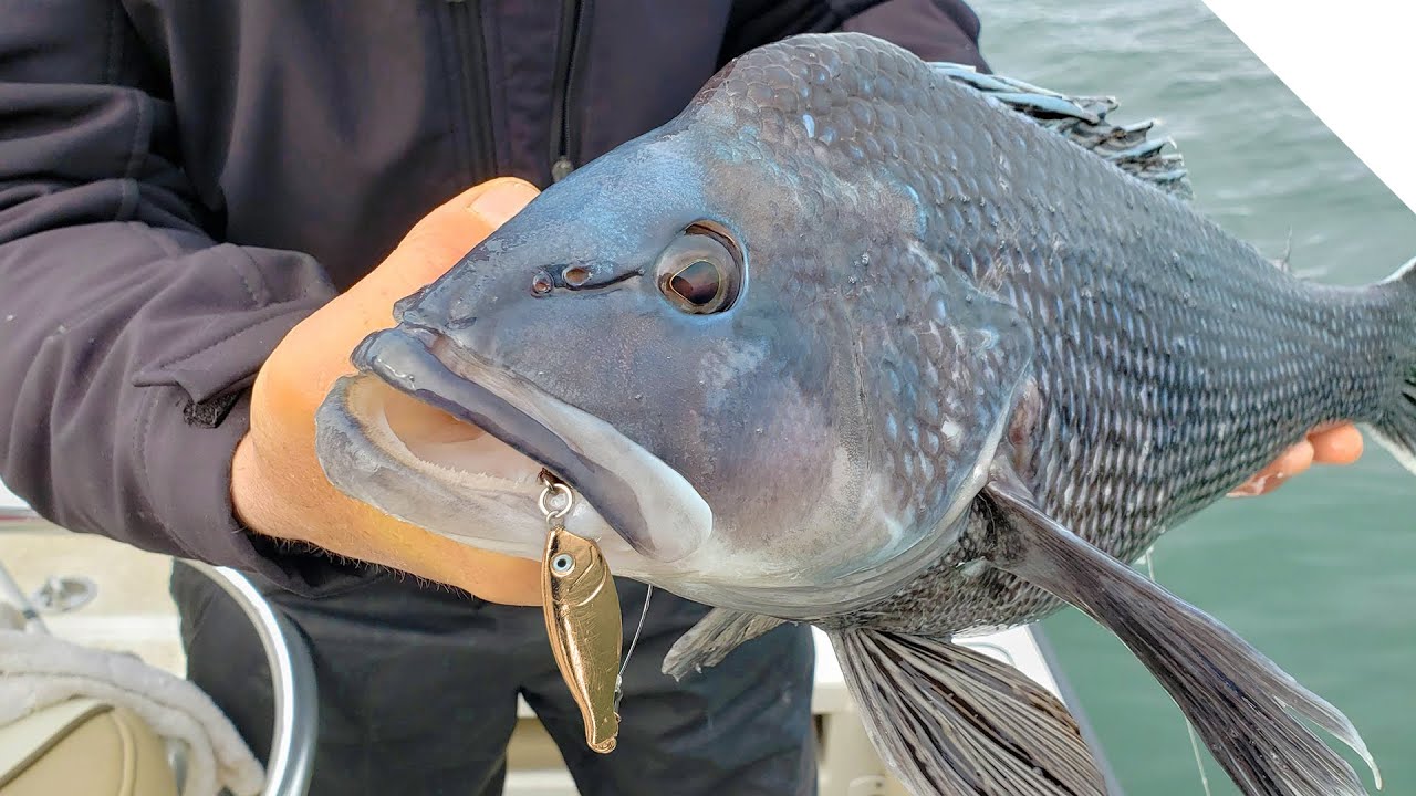 Crazy sea bass action from this new lure... wait for it