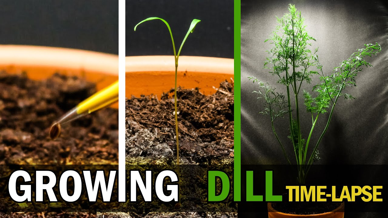 Growing dill from seed to plant (40 days time lapse)
