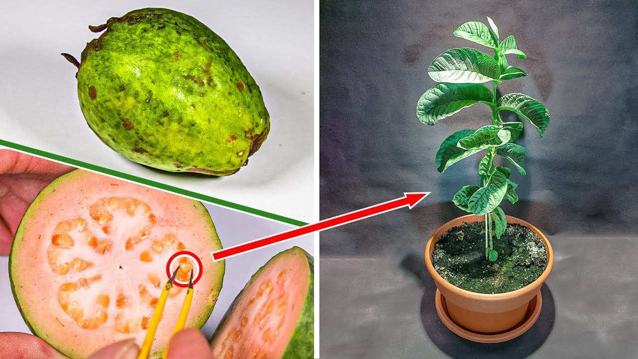 Growing guava tree from seed time lapse (107 days)