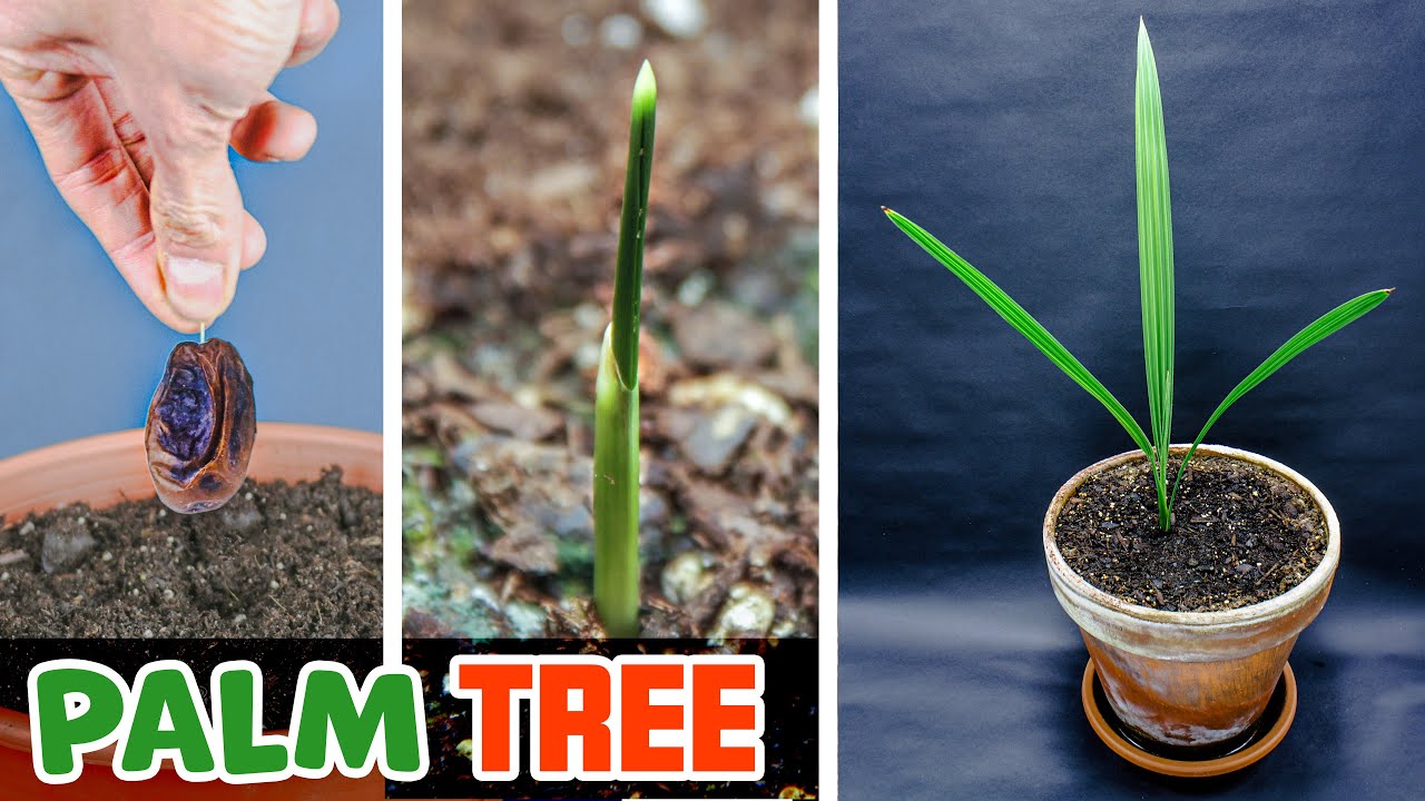 230 days in 5 minutes: Date palm grows from seed | Amazing time-lapse