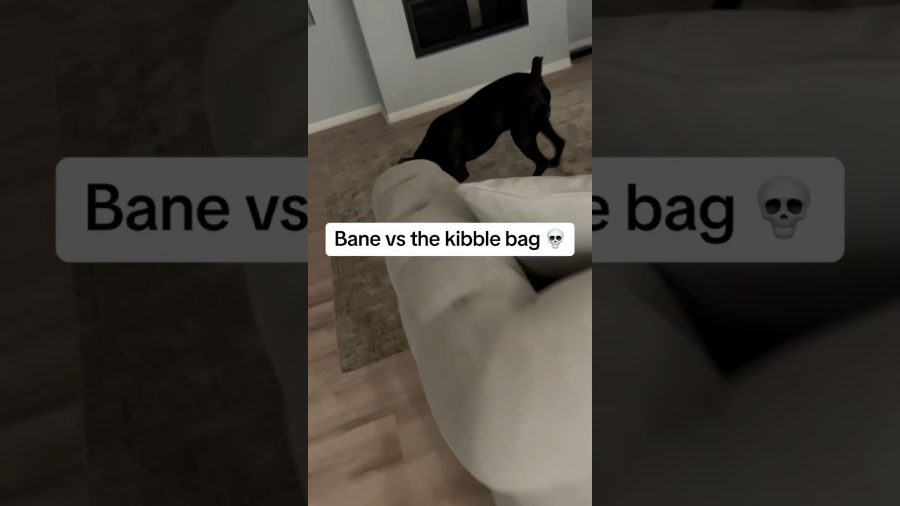 Kibble bag doesn’t stand a chance against dog
