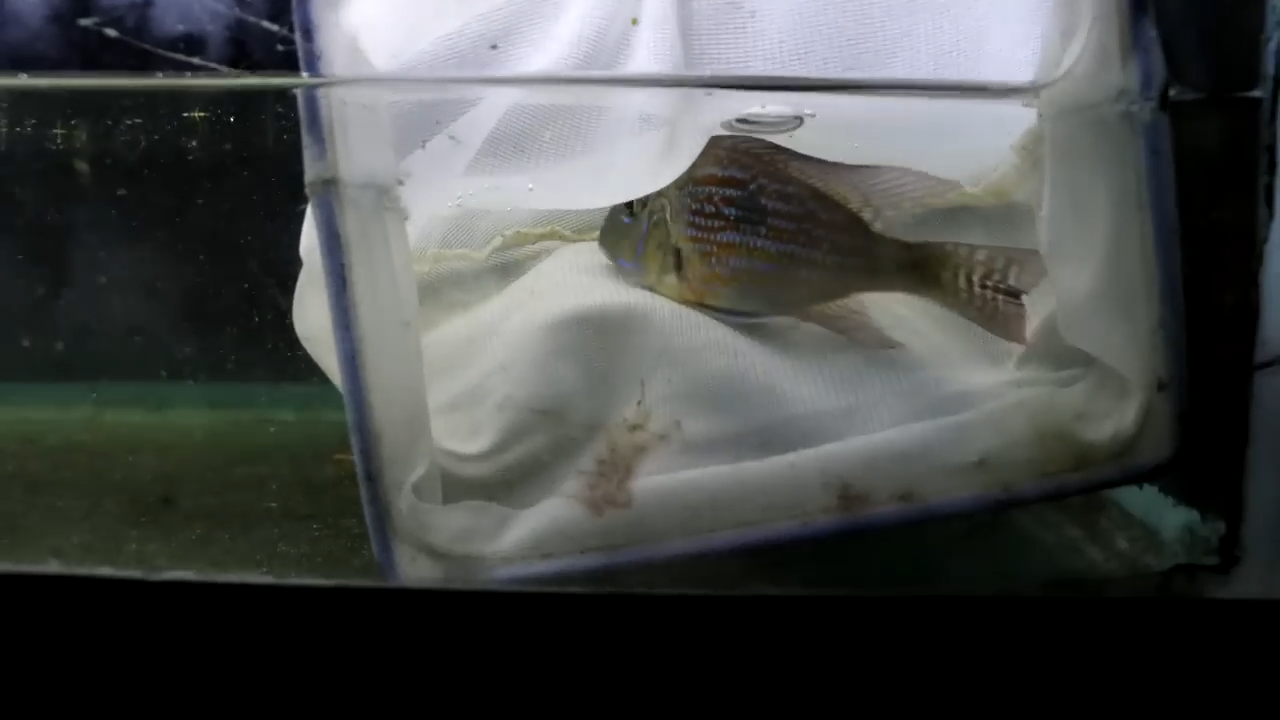 Adding new fish to my 300 gallon monster aquarium