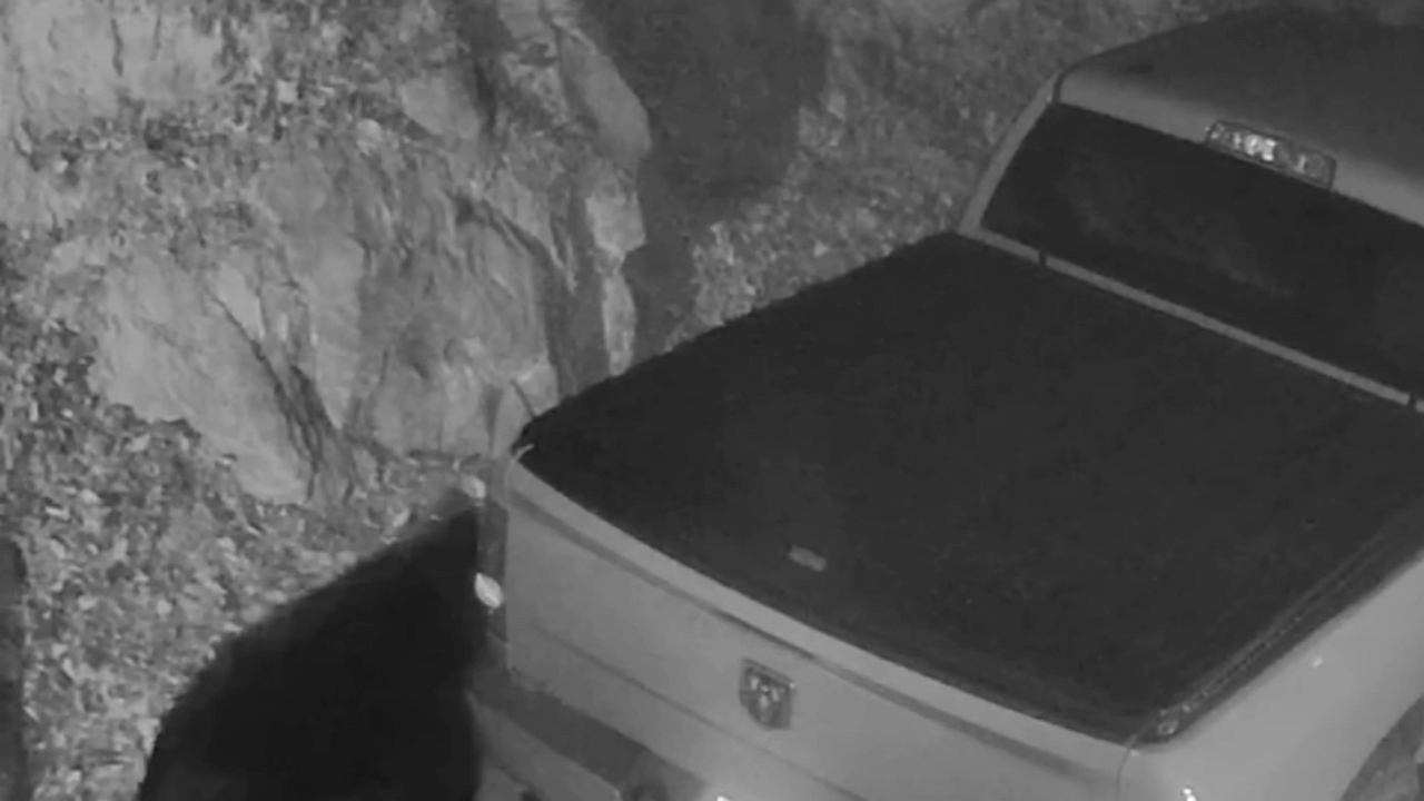 Black bear opens truck door in Gatlinburg, Tennessee, USA