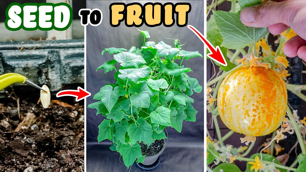 Lemon cucumber plant growing time lapse - seed to fruit (94 days)