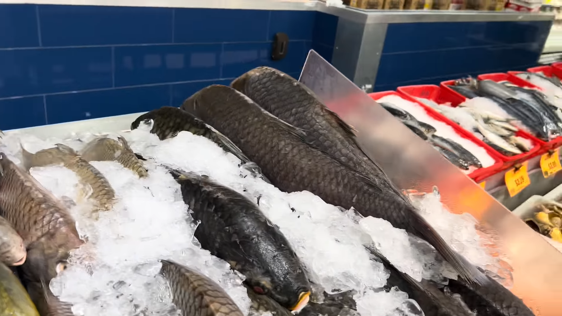 Saving fish from exotic food market