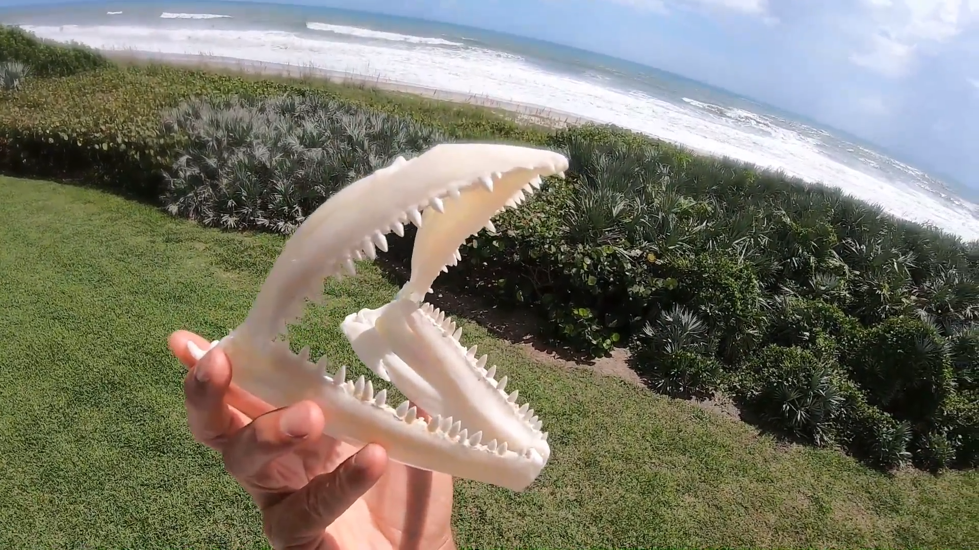 What a true trophy fish looks like before it tries to kill you