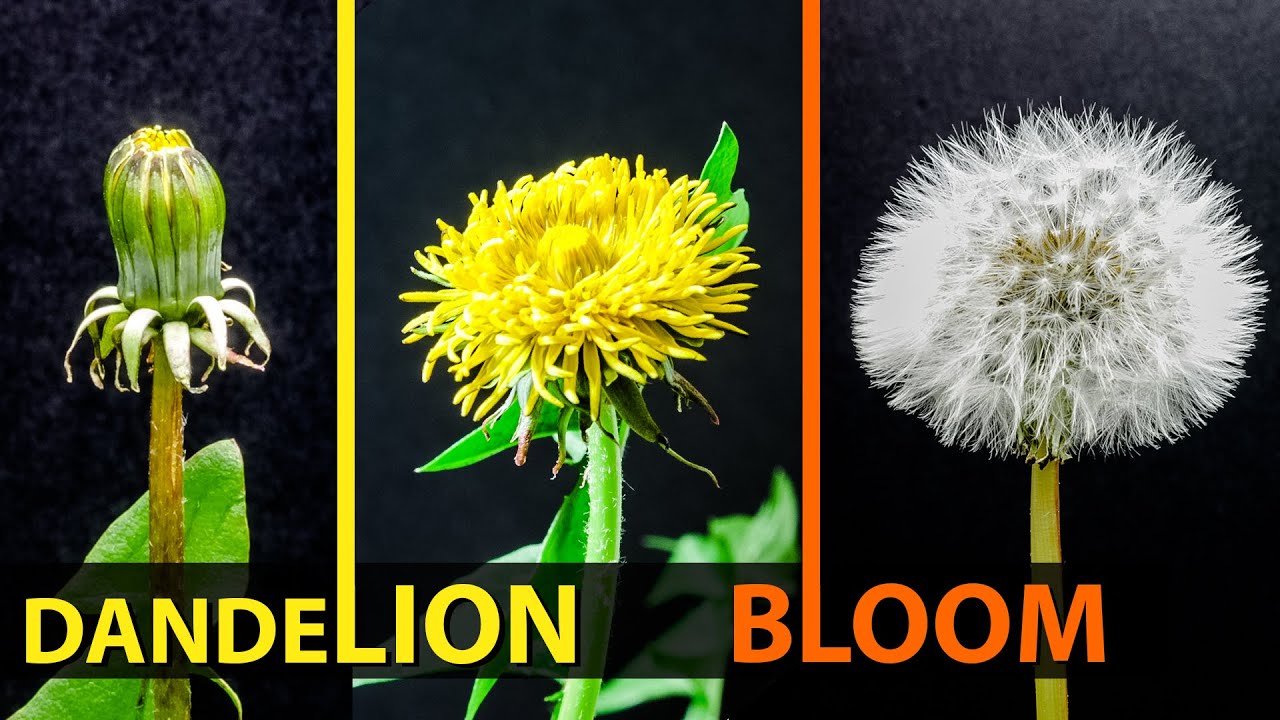 Dandelion full blooming time lapse (bud - flower - seed head)