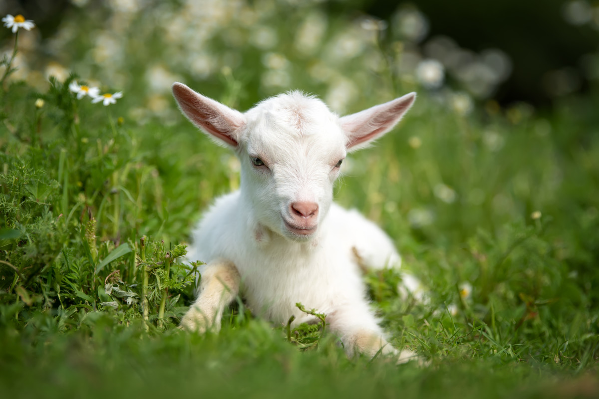 Mom Shares Sweet Update on Her Son's Best Friendship With a Baby Goat