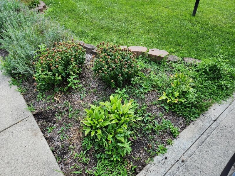 Homeowner warned after sharing photos of persistent problem in yard ...