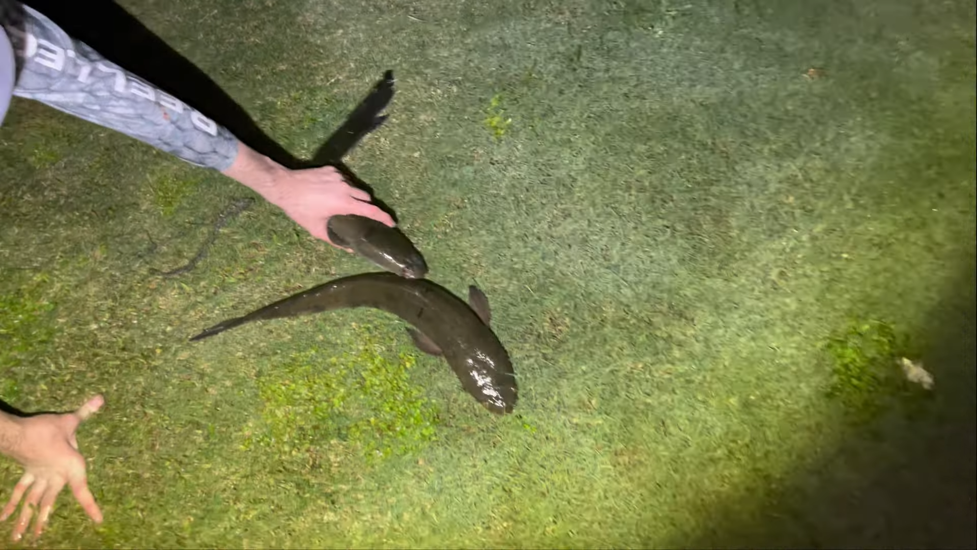 Night-time primitive fish catch