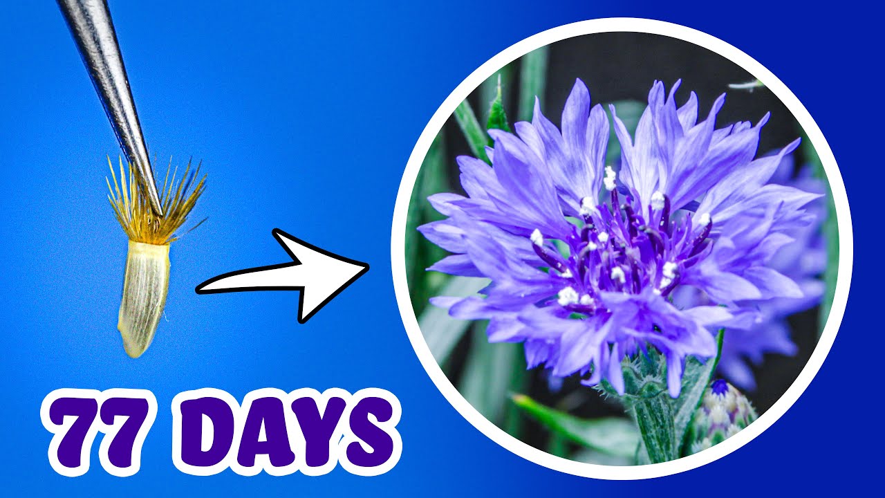 Growing Cornflower/Bachelors Button Time Lapse - Seed to Flowers (77 Days)